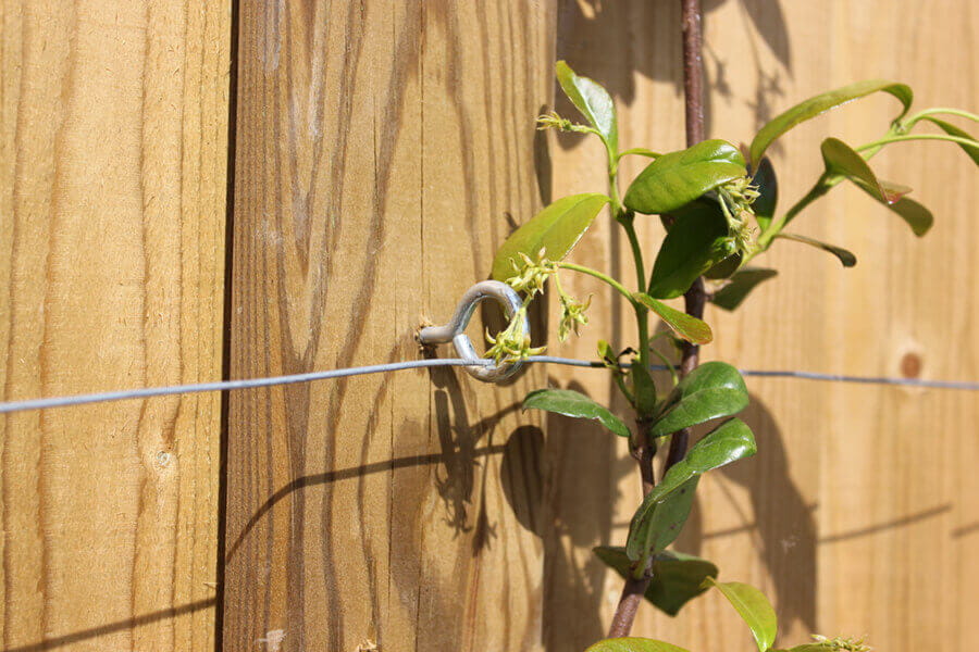 The best climbing plants for fencing | Jacksons Fencing